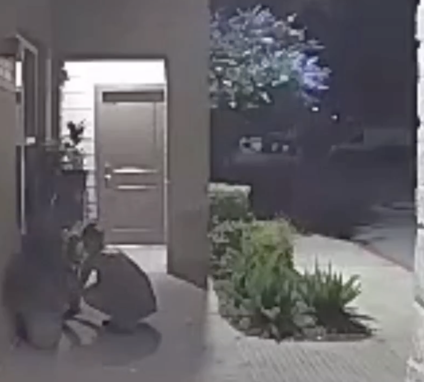 Hide your bushes! Plant Bandit season in full effect! - Grizzy's Hood News