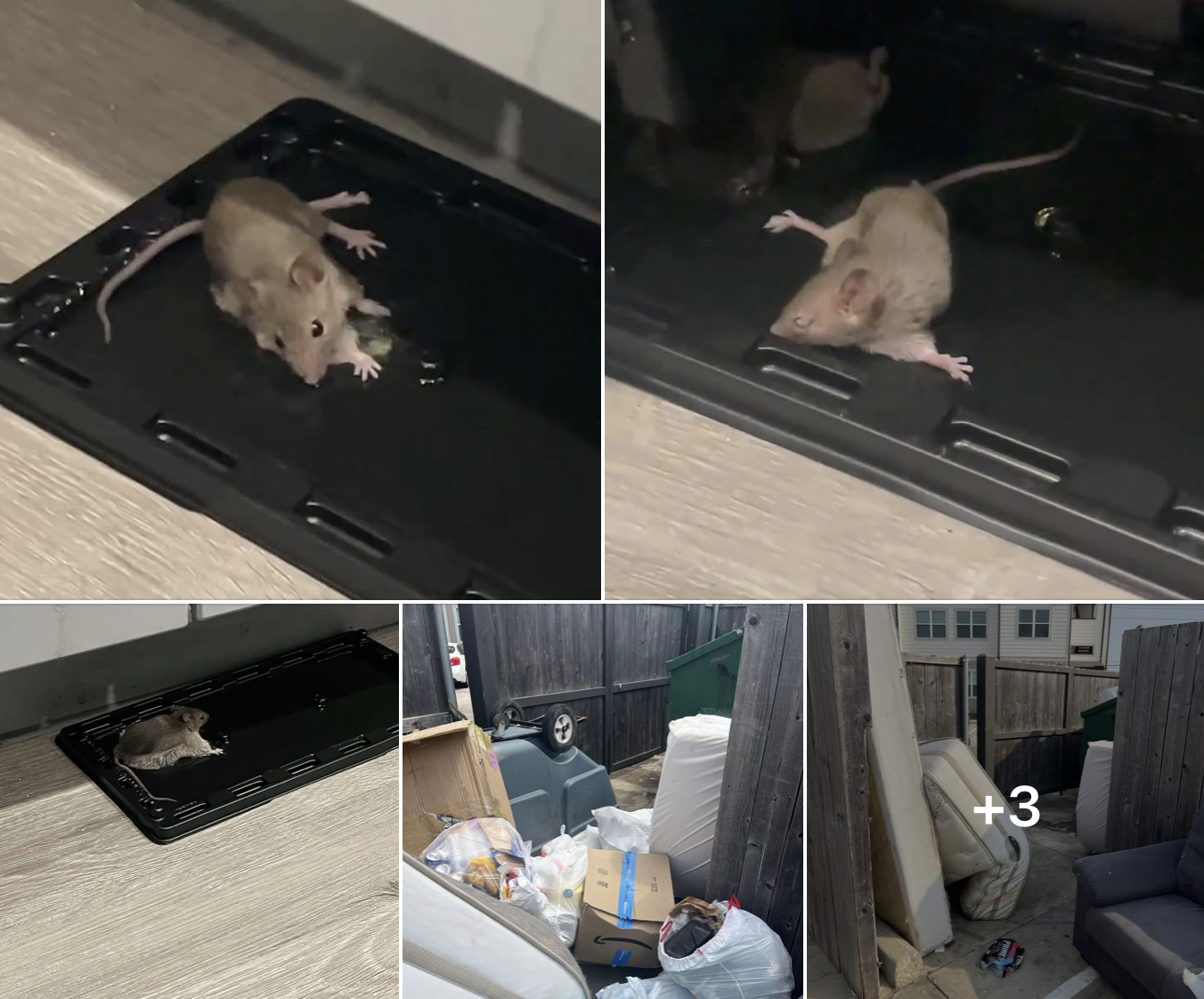 Rat Infestation at Emory West Cypress Apartments - Grizzy's Hood News